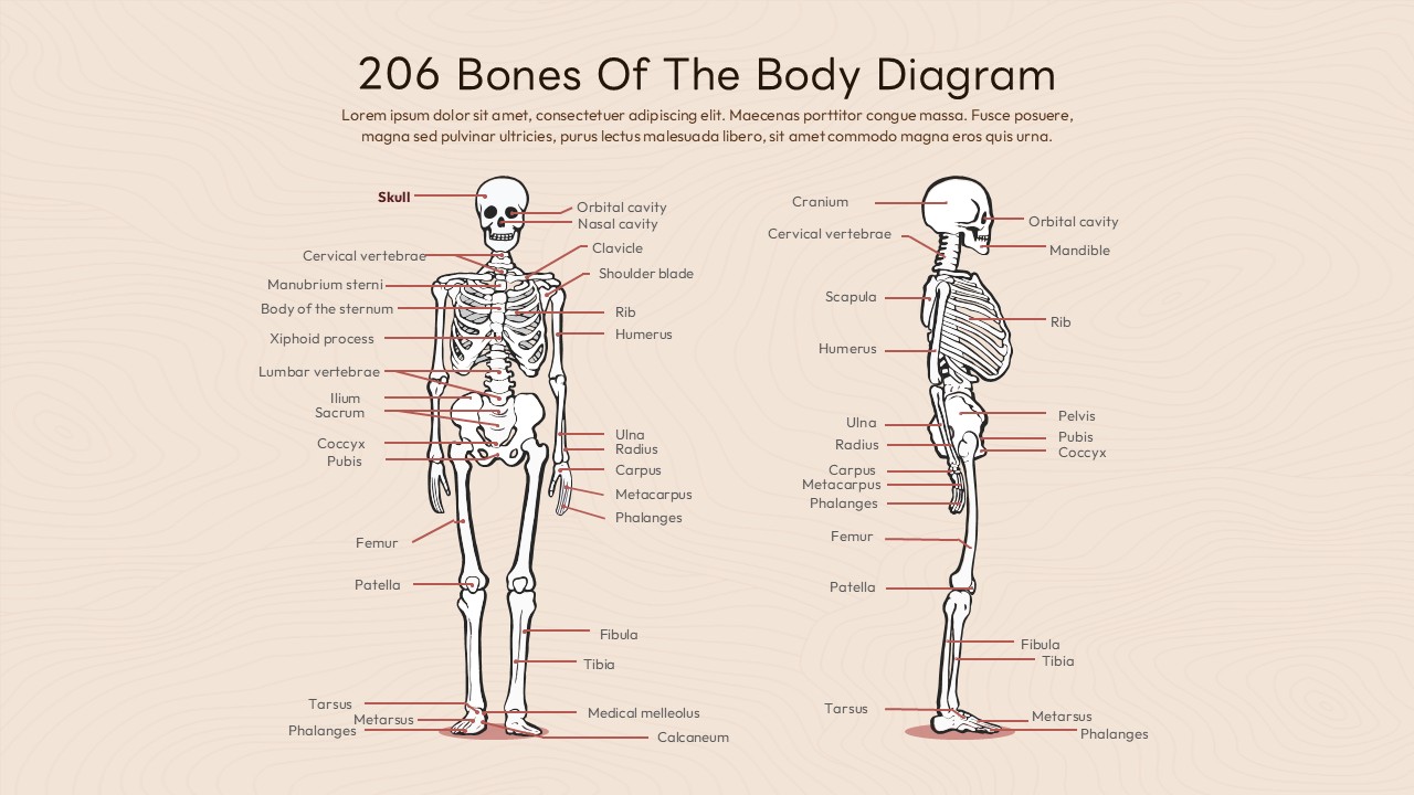 206 Bones Of The Body Diagram Template Slides | SlidesDepot